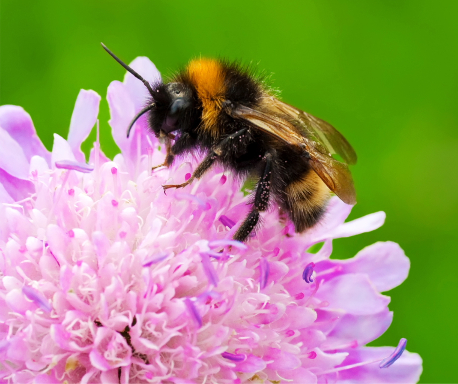 How to Treat a Bee Sting at Home vs. When to Seek Care | Stopwatch ...